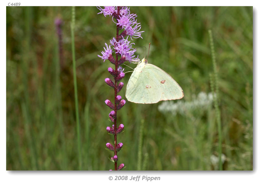 Phoebis sennae eubule (live adults, page 1)