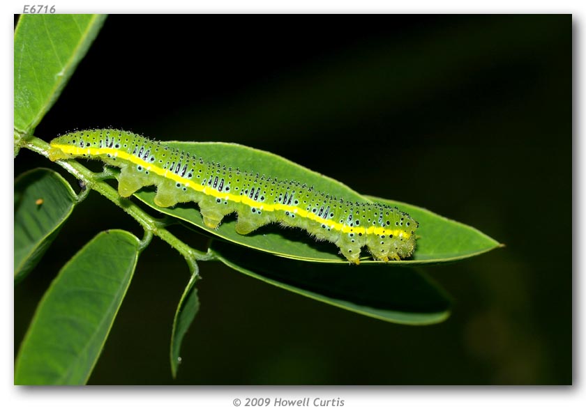 Phoebis sennae eubule (immatures)