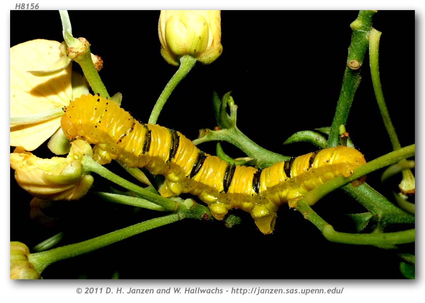 Phoebis sennae marcellina (immatures)