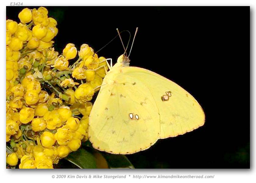 Phoebis sennae marcellina (live adults, page 1)