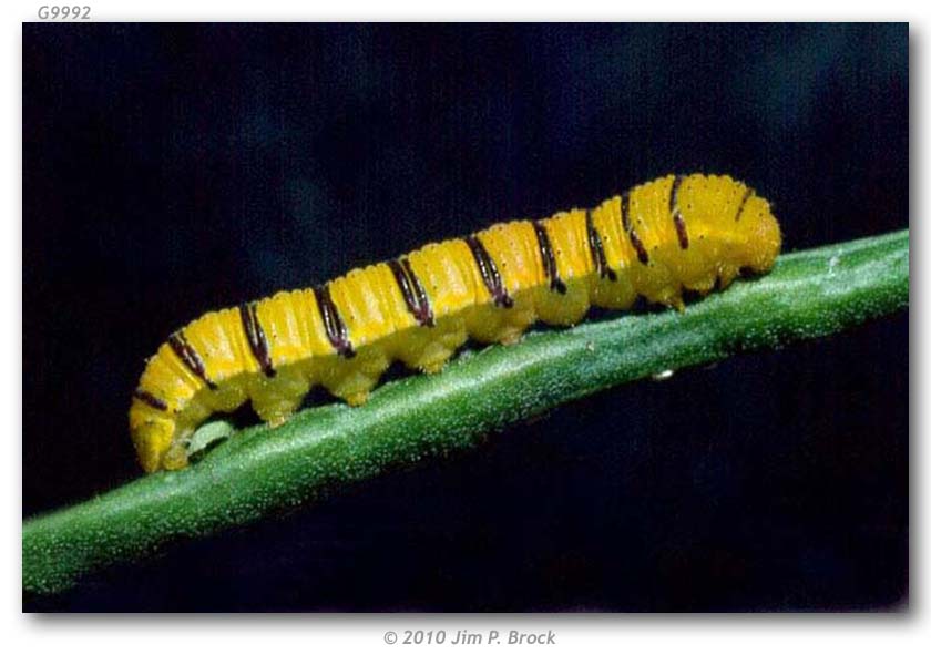 Phoebis sennae marcellina (immatures)