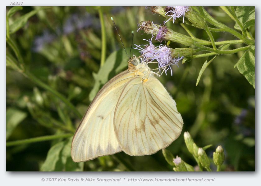 Ascia m. monuste (Linnaeus, 1764)