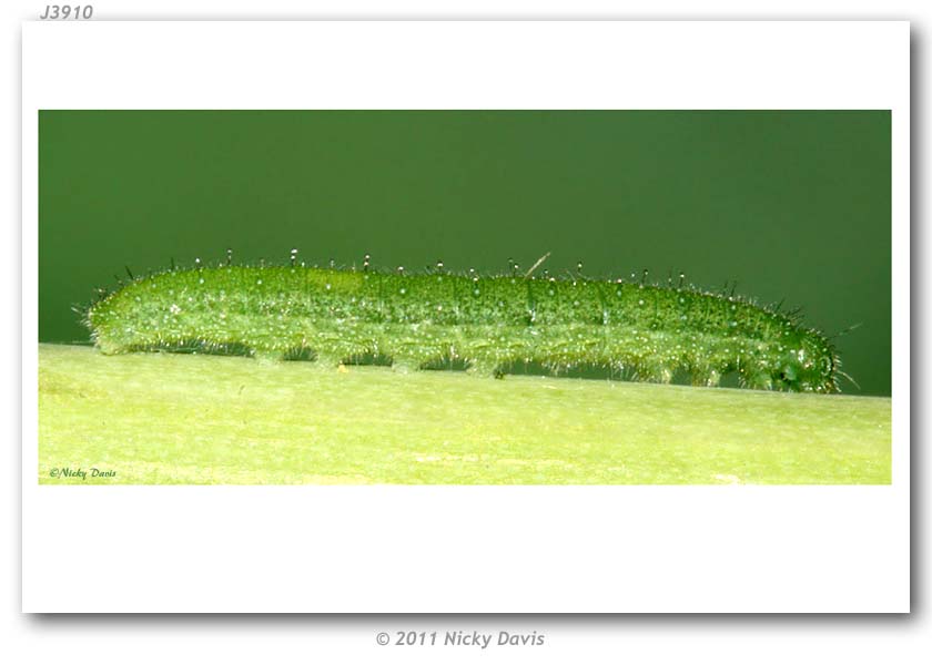 Pieris marginalis pallidissima (immatures)
