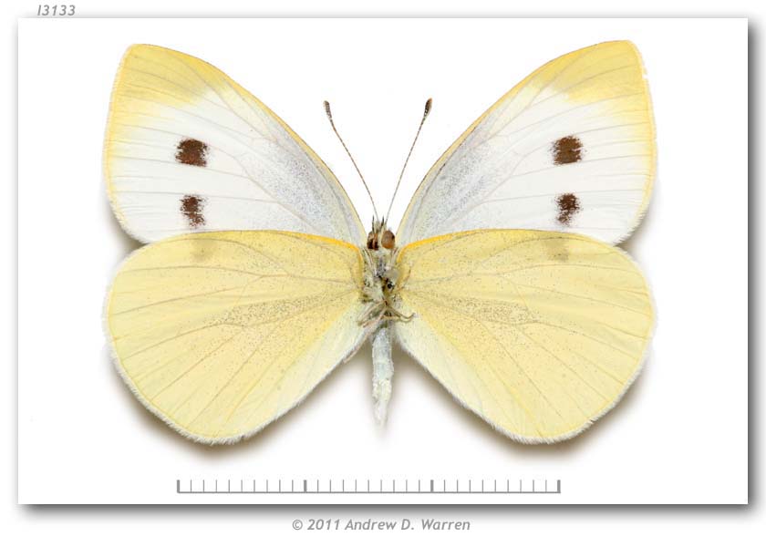 Pieris r. rapae (pinned specimens)