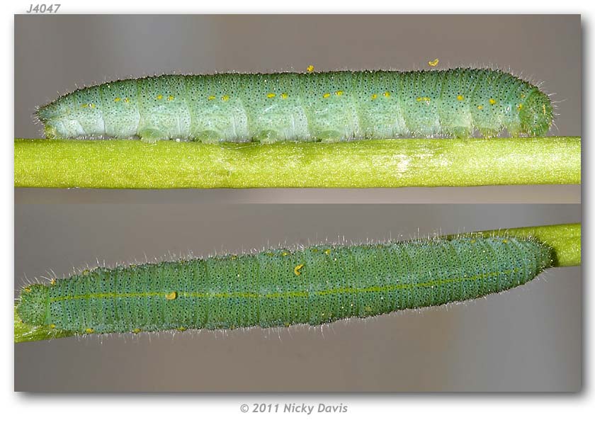 Pieris r. rapae (immatures)