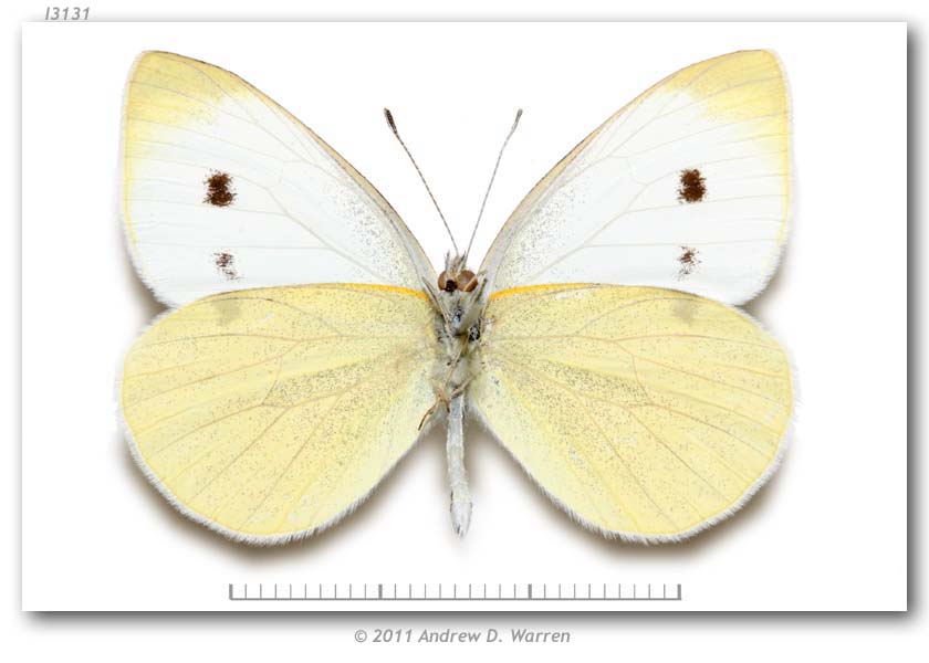 Pieris r. rapae (pinned specimens)