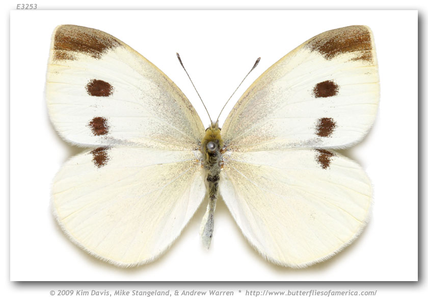 Pieris r. rapae (pinned specimens)