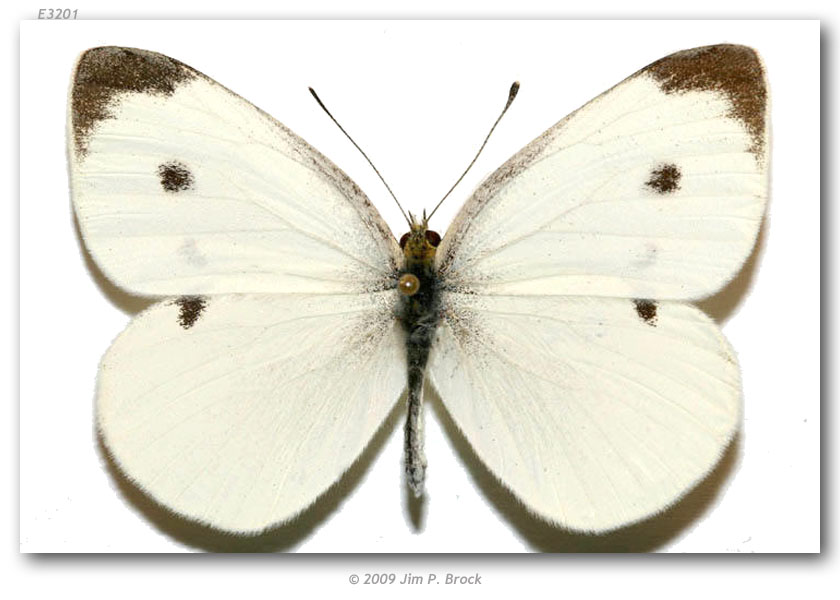 Pieris r. rapae (pinned specimens)