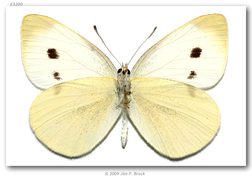 Pieris r. rapae (pinned specimens)