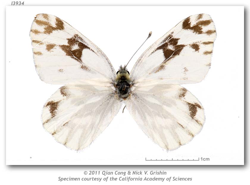 Pontia beckerii (type specimens)