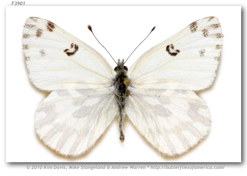 Pontia beckerii (pinned specimens, page 1)