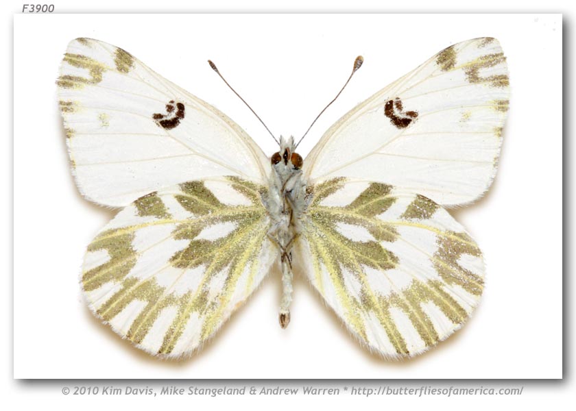 Pontia beckerii (pinned specimens, page 1)