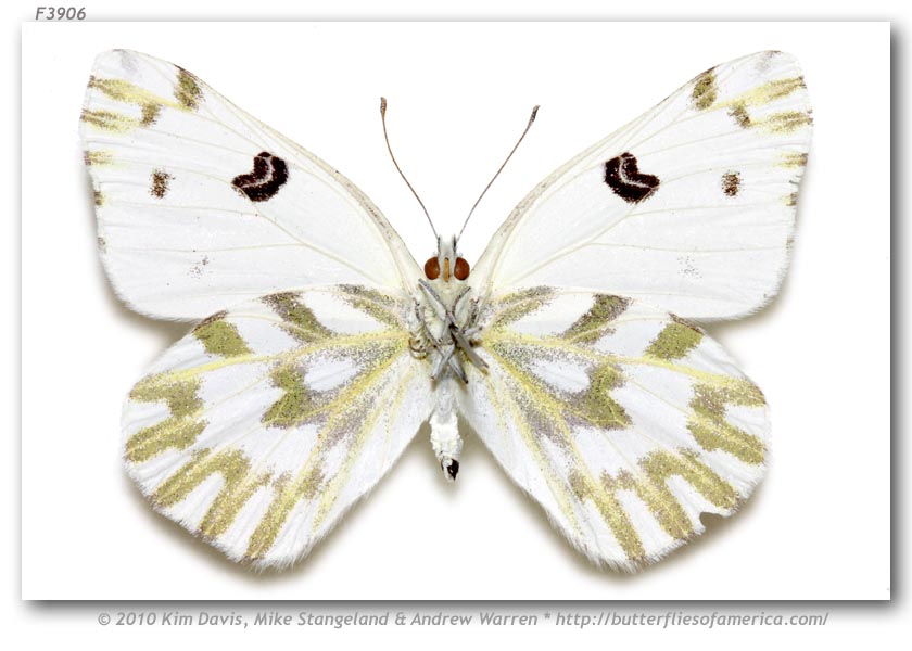 Pontia beckerii (pinned specimens, page 1)