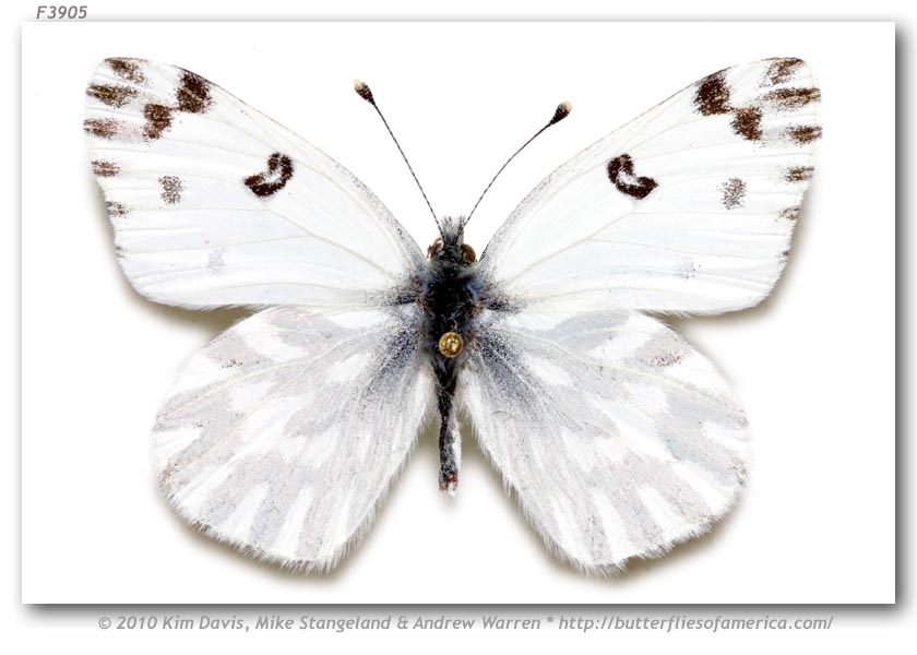 Pontia beckerii (pinned specimens, page 1)