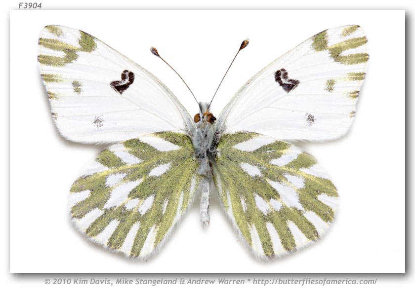 Pontia beckerii (pinned specimens, page 2)