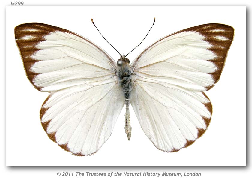Ascia monuste eubotea (type specimens)