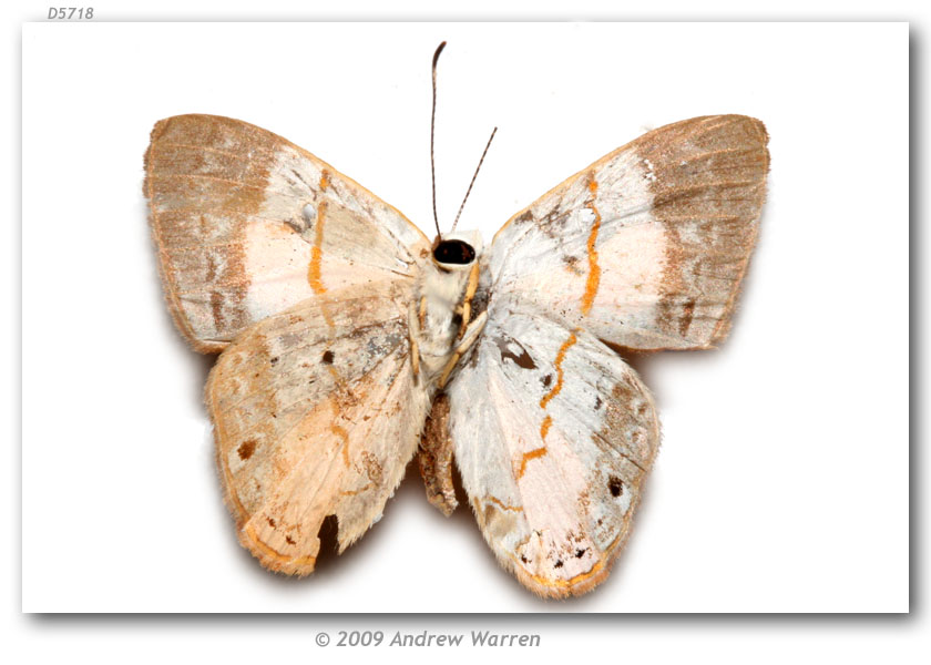 Myselasia pusilla mazai (type specimens)