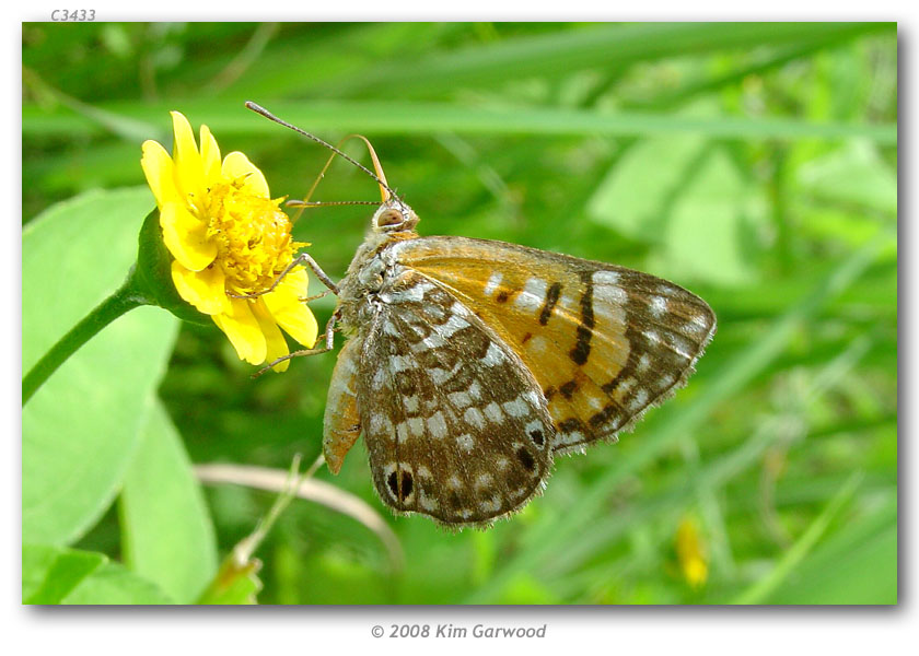 Aricoris erostratus (live adults)