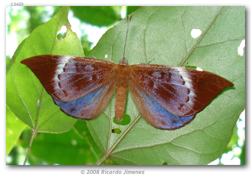 Behemothia godmanii ♂ Gomez Farias, TAMP, MX 10-IX-06