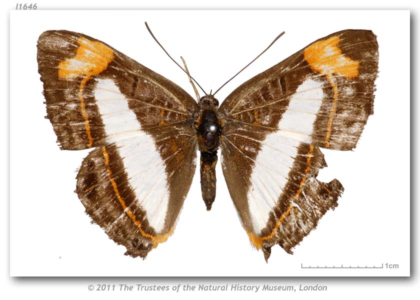 Synargis phliasus velabrum (type specimens)