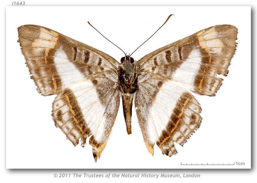 Synargis phliasus velabrum (type specimens)