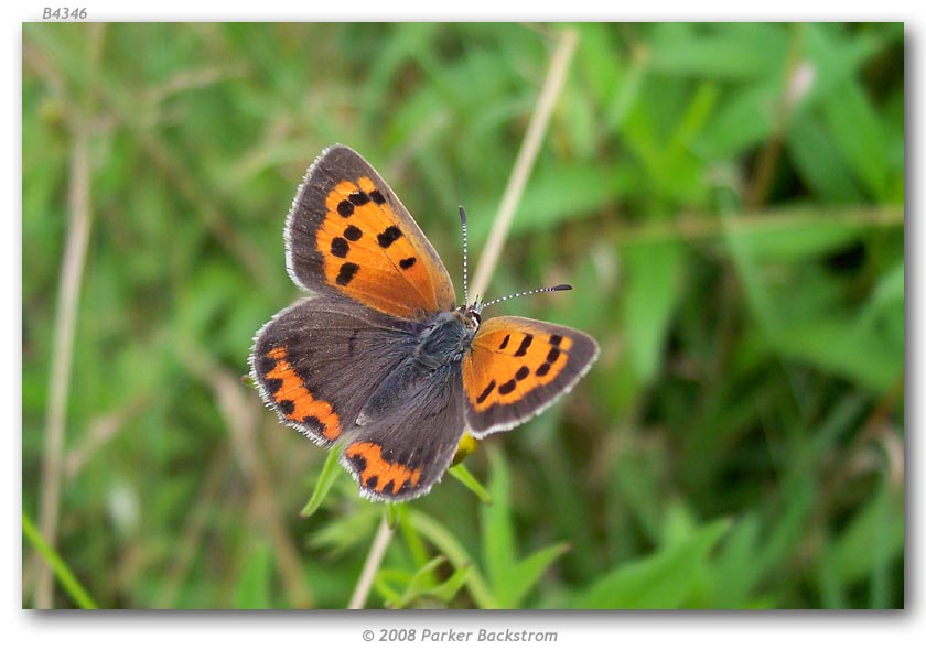 Lycaena phlaeas hypophlaeas (Boisduval, 1852)