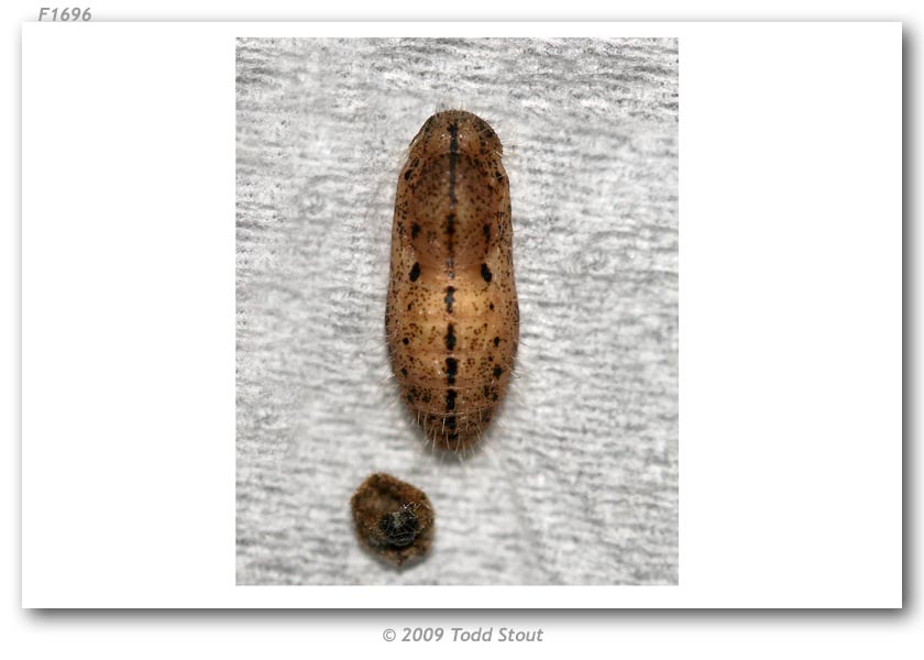 Cupido a. amyntula (immatures, page 2)