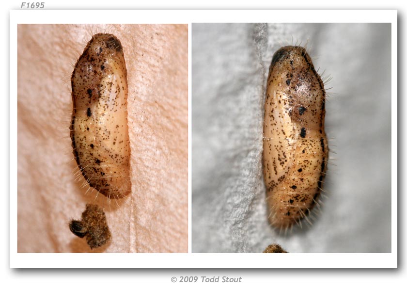 Cupido a. amyntula (immatures, page 2)