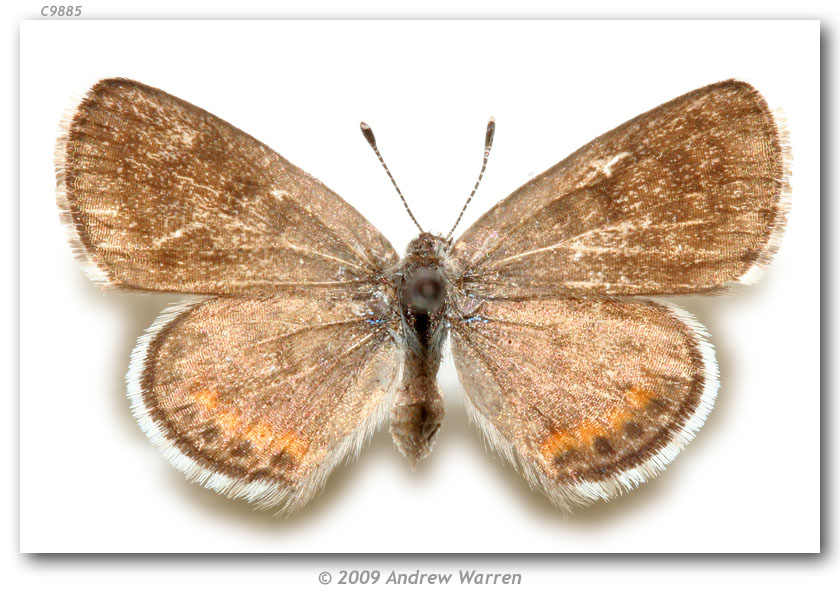 Euphilotes b. bernardino (type specimens)