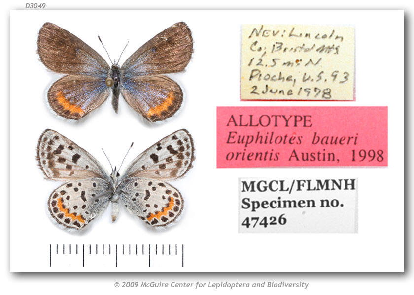 Euphilotes baueri orientis (type specimens)
