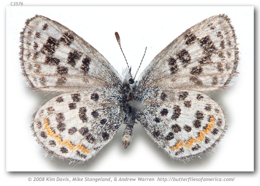 Euphilotes baueri orientis (type specimens)