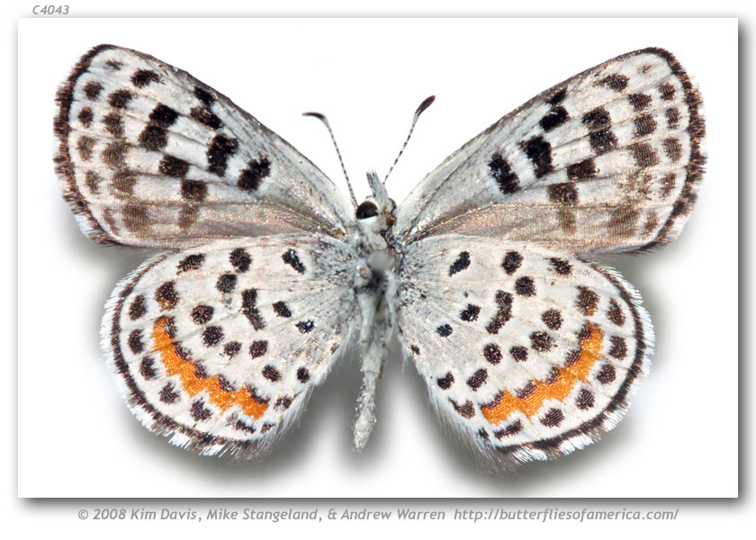 Euphilotes ellisii euromojavensis (pinned specimens)