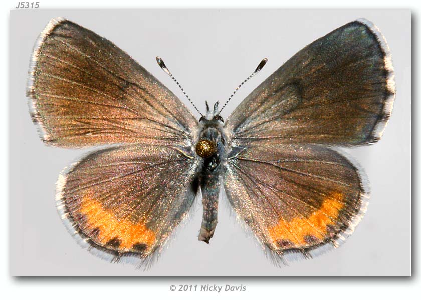 Euphilotes pallescens emmeli (pinned specimens)