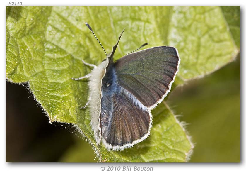 Glaucopsyche lygdamus australis (live adults, page 1)
