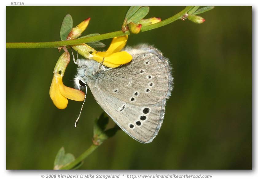 Glaucopsyche lygdamus australis (live adults, page 1)