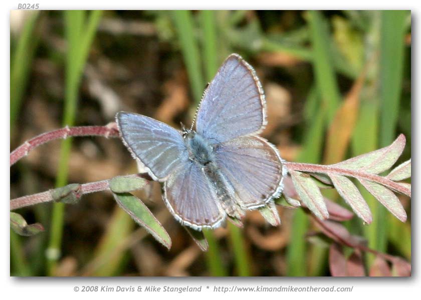 Glaucopsyche lygdamus australis (live adults, page 1)