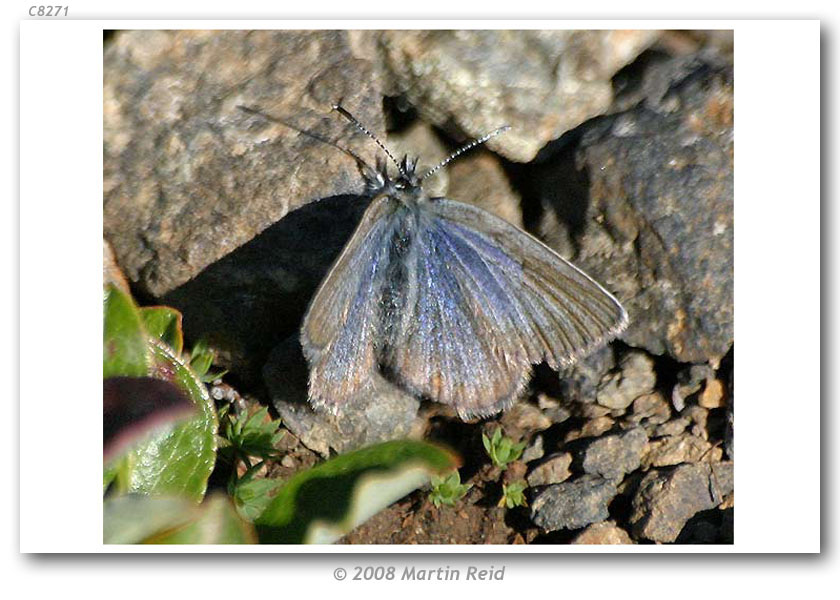 Plebejus idas alaskensis (live adults)