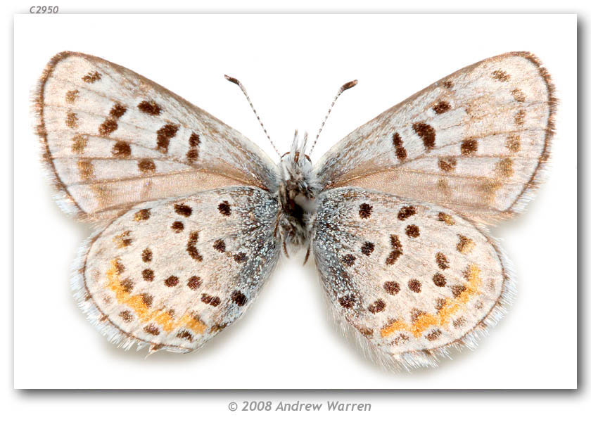 Euphilotes a. ancilla (type specimens)