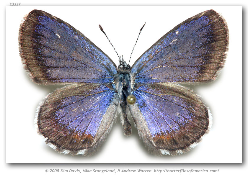 Euphilotes ancilla purpura (type specimens)
