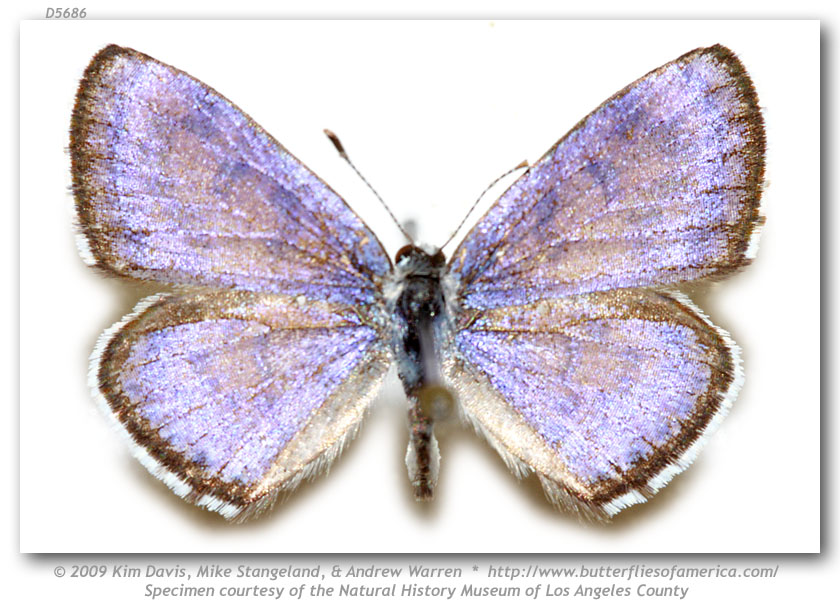Euphilotes pallescens elvirae (Mattoni, [1966])