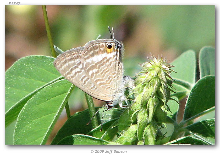 Lampides boeticus (live adults)
