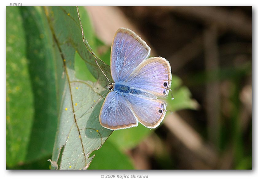 Lampides boeticus (live adults)