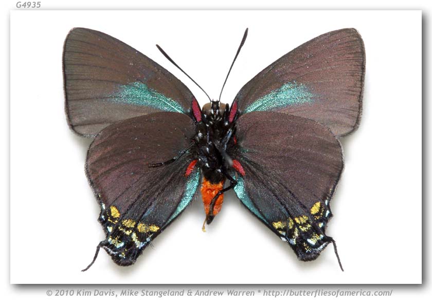 Atlides halesus corcorani (pinned specimens)