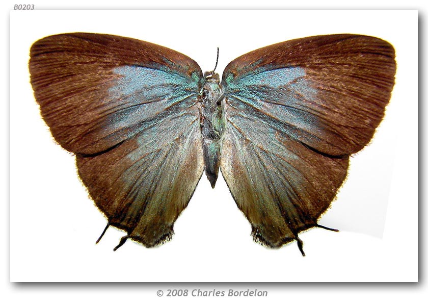 Atlides inachus (pinned specimens)