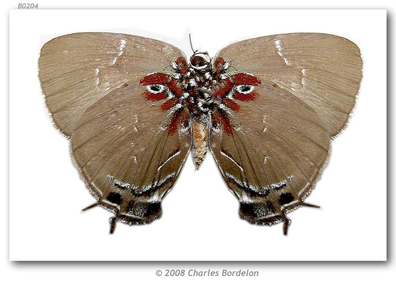 Atlides inachus (pinned specimens)