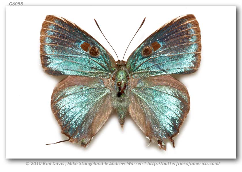 Atlides inachus (pinned specimens)