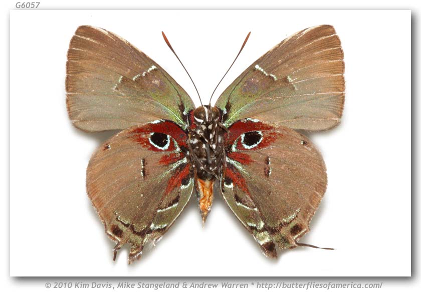 Atlides inachus (pinned specimens)