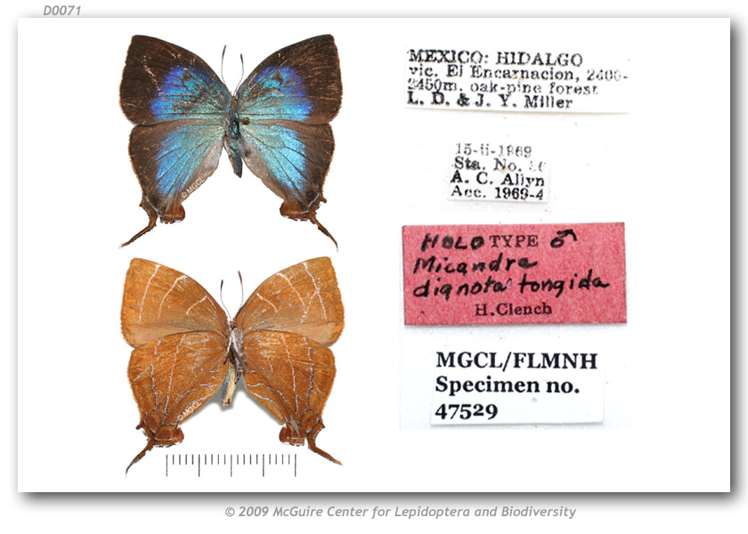 Micandra tongida (type specimens)