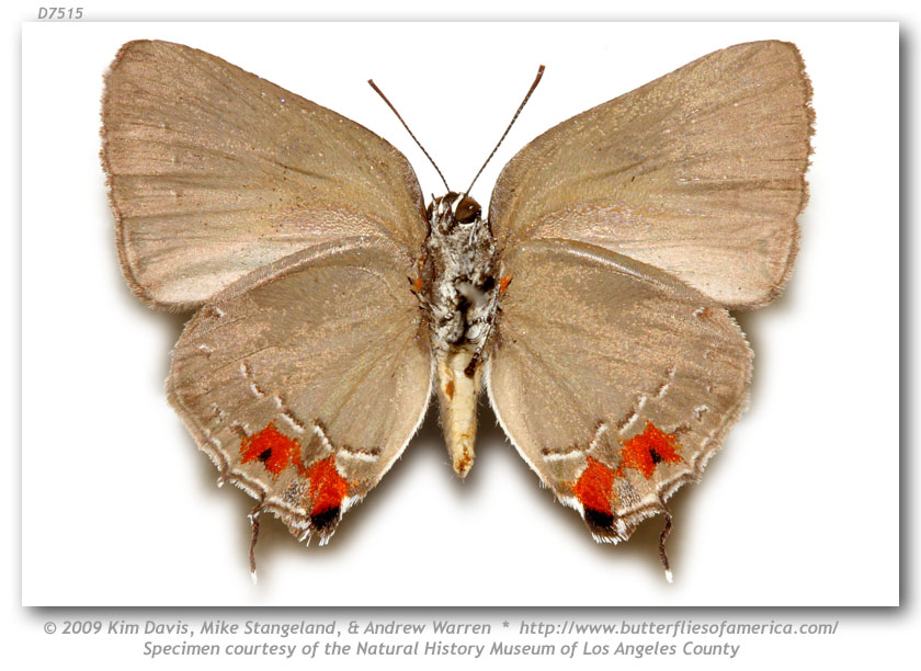 Olynthus punctum (pinned specimens)