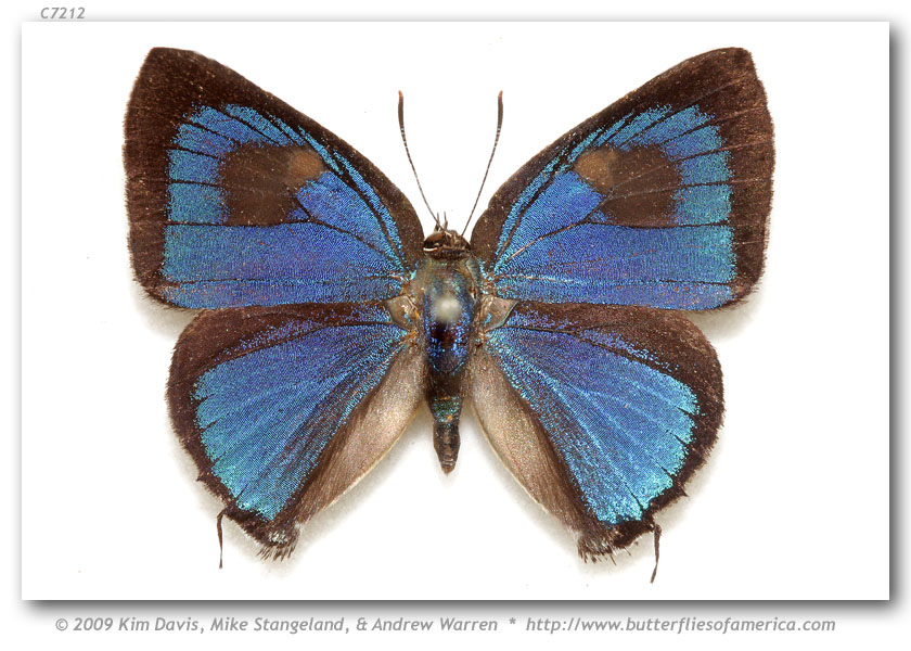 Parrhasius orgia (pinned specimens, page 1)